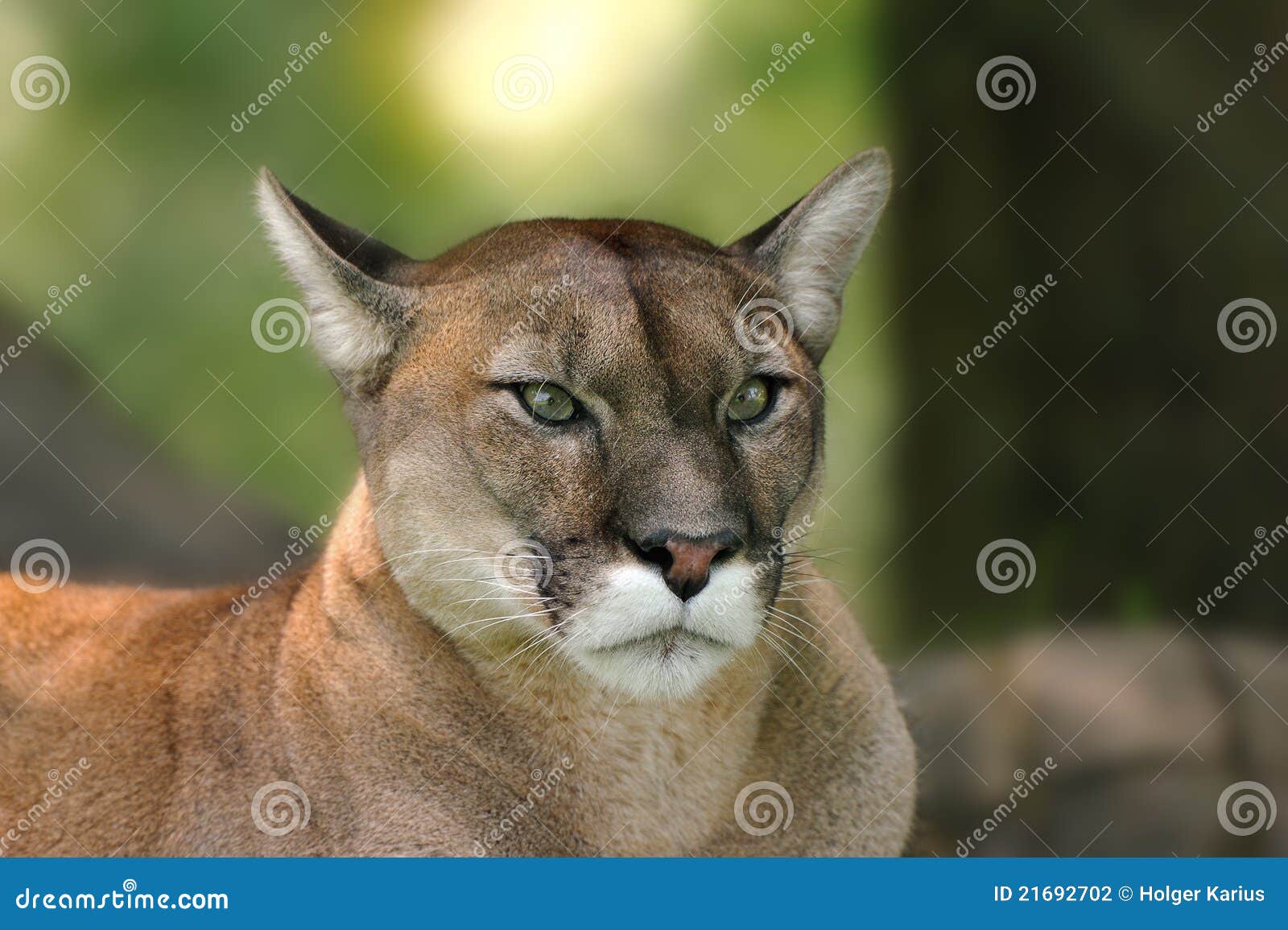 Cougar Puma Concolor