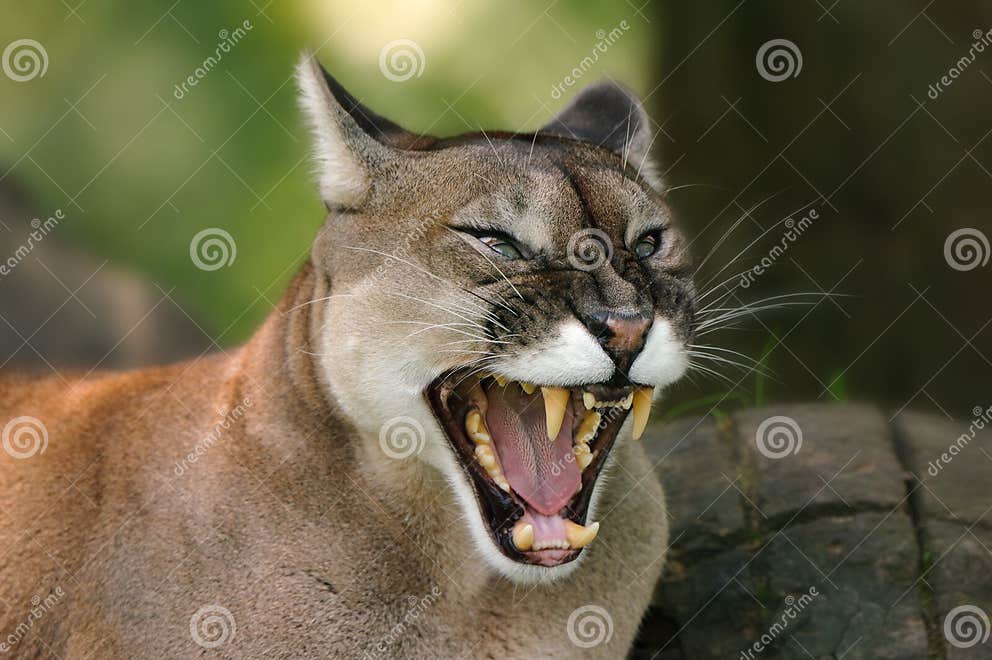 Cougar (Puma concolor) stock image. Image of teeth, puma - 21692715