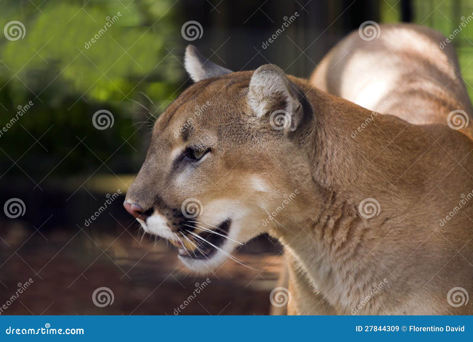 A cougar Puma concolor stock image. Image of wild, mammal - 27844309