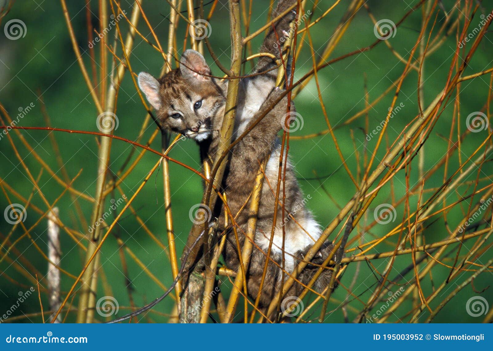 COUGAR Puma Concolor, CUB PLAYING in BUSH Stock Photo - Image of ...