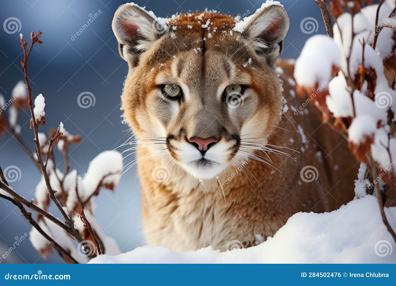 Puma (Puma Concolor), Also Known As The Mountain Lion Royalty-Free ...