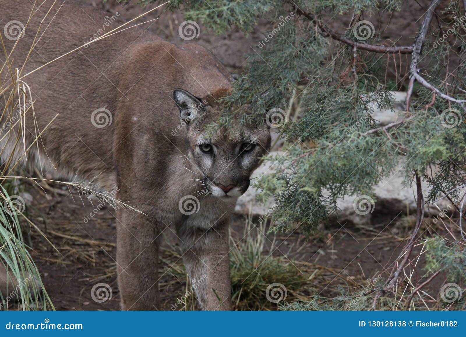 Cougar Puma concolor 2 stock photo. Image of concolor - 130128138