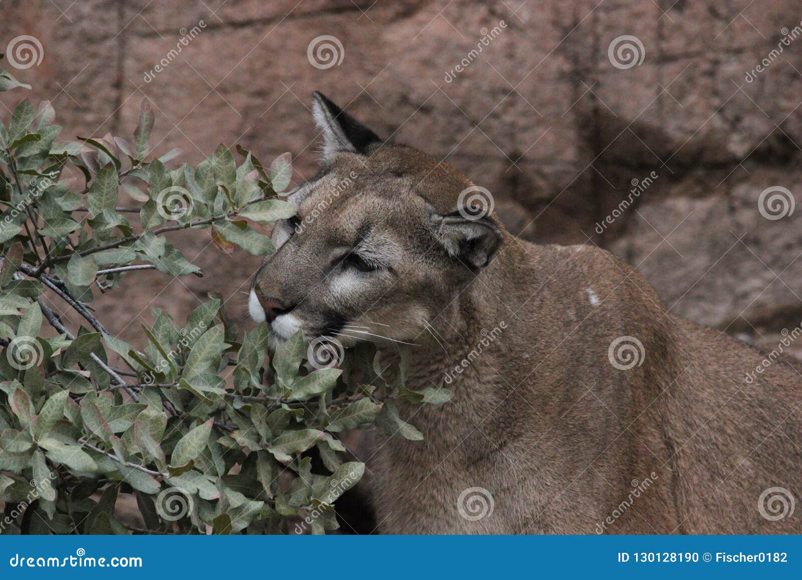 Cougar Puma concolor 4 stock photo. Image of moutain - 130128190