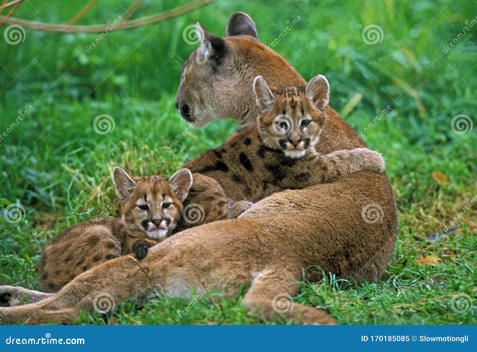 Puma Cub Mother Stock Photos - Free & Royalty-Free Stock Photos from ...