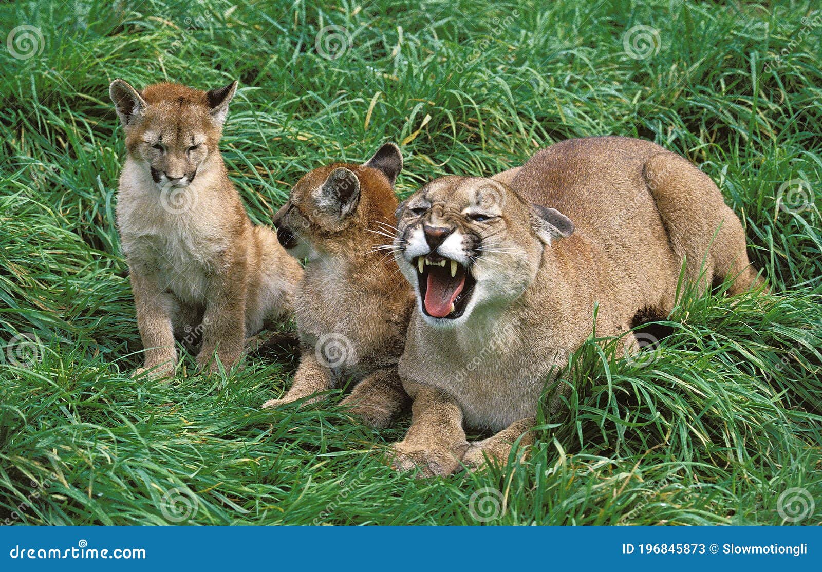 Cougar, Puma Concolor, Mother Snarling with Cub Stock Image - Image of ...
