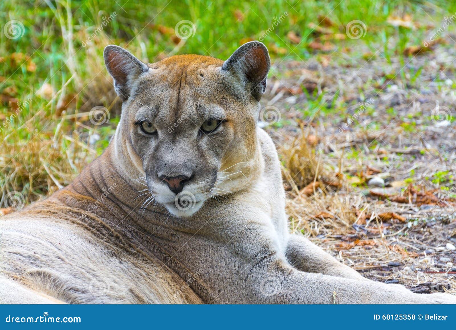 Cougar (Puma concolor) stock photo. Image of puma, animal - 60125358