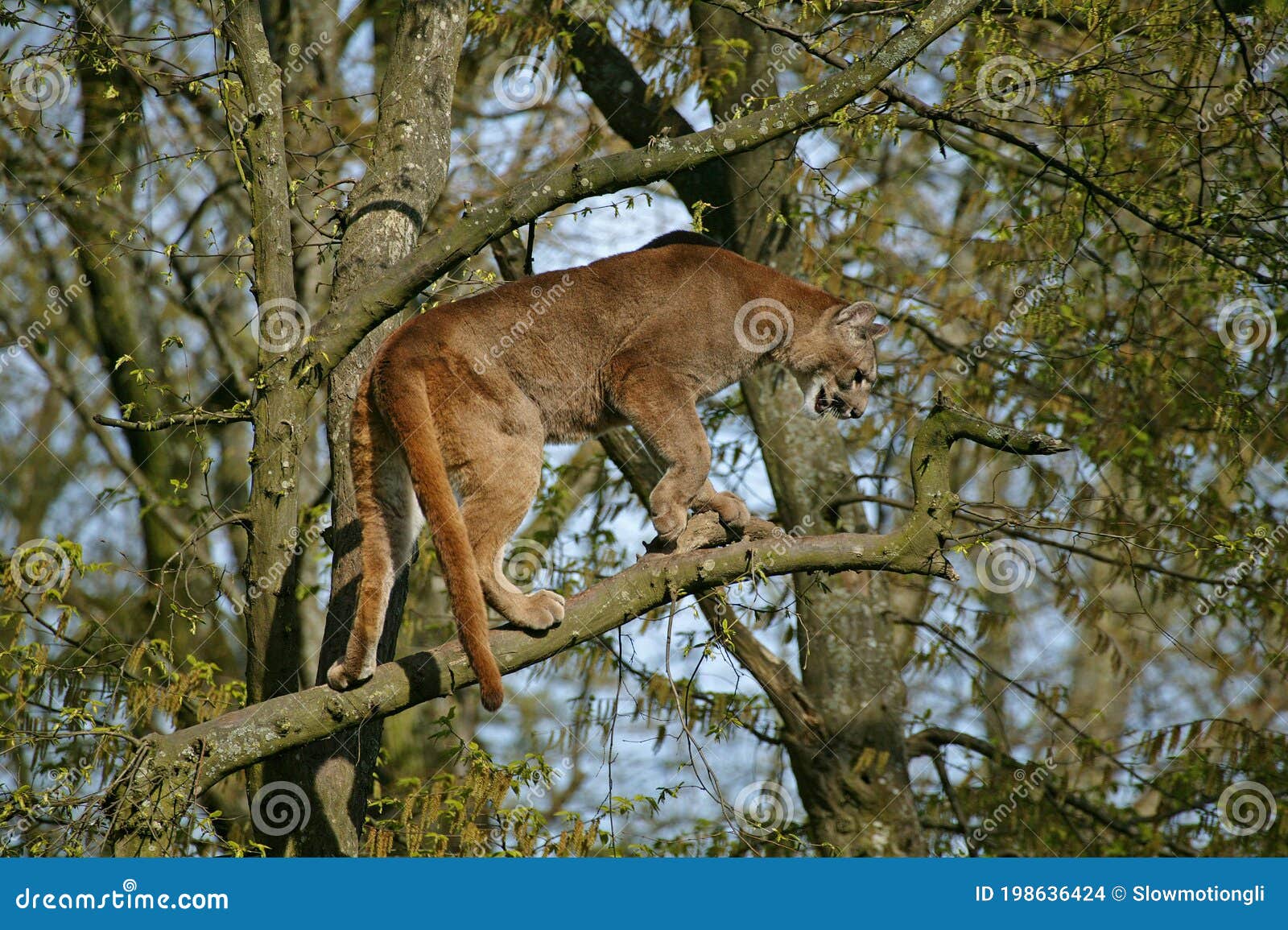 Cougar, Puma Concolor, Standing on Branch Stock Photo - Image of ...