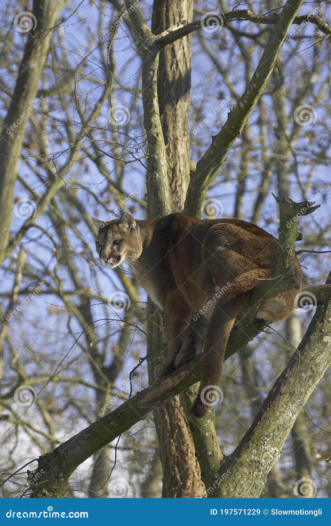 Cougar, Puma Concolor Standing in Tree Stock Image - Image of america ...