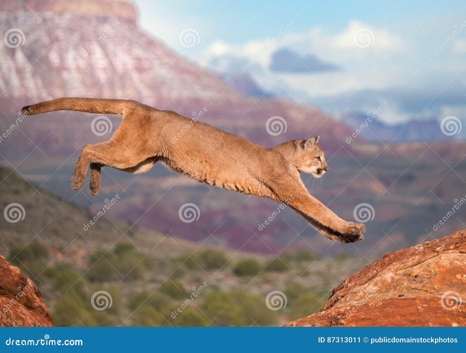 Cougar Picture. Image: 87313011