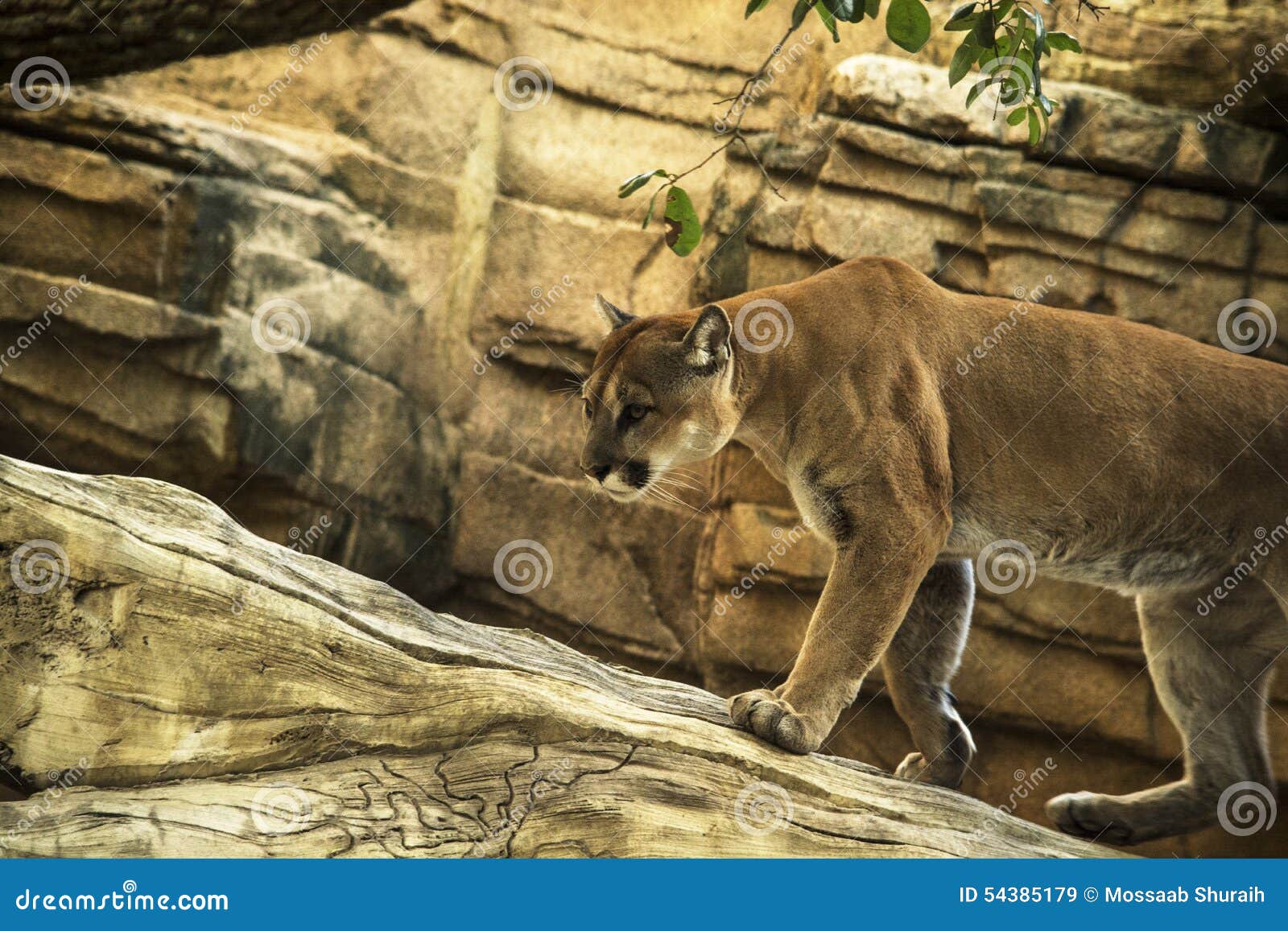 Cougar ( Puma) Mountain Lion Stock Image - Image of puma, tiger: 54385179
