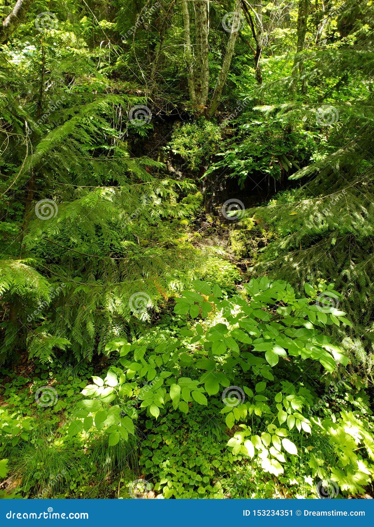 Cougar Reservoir Oregon stock image. Image of outdoors - 153234351