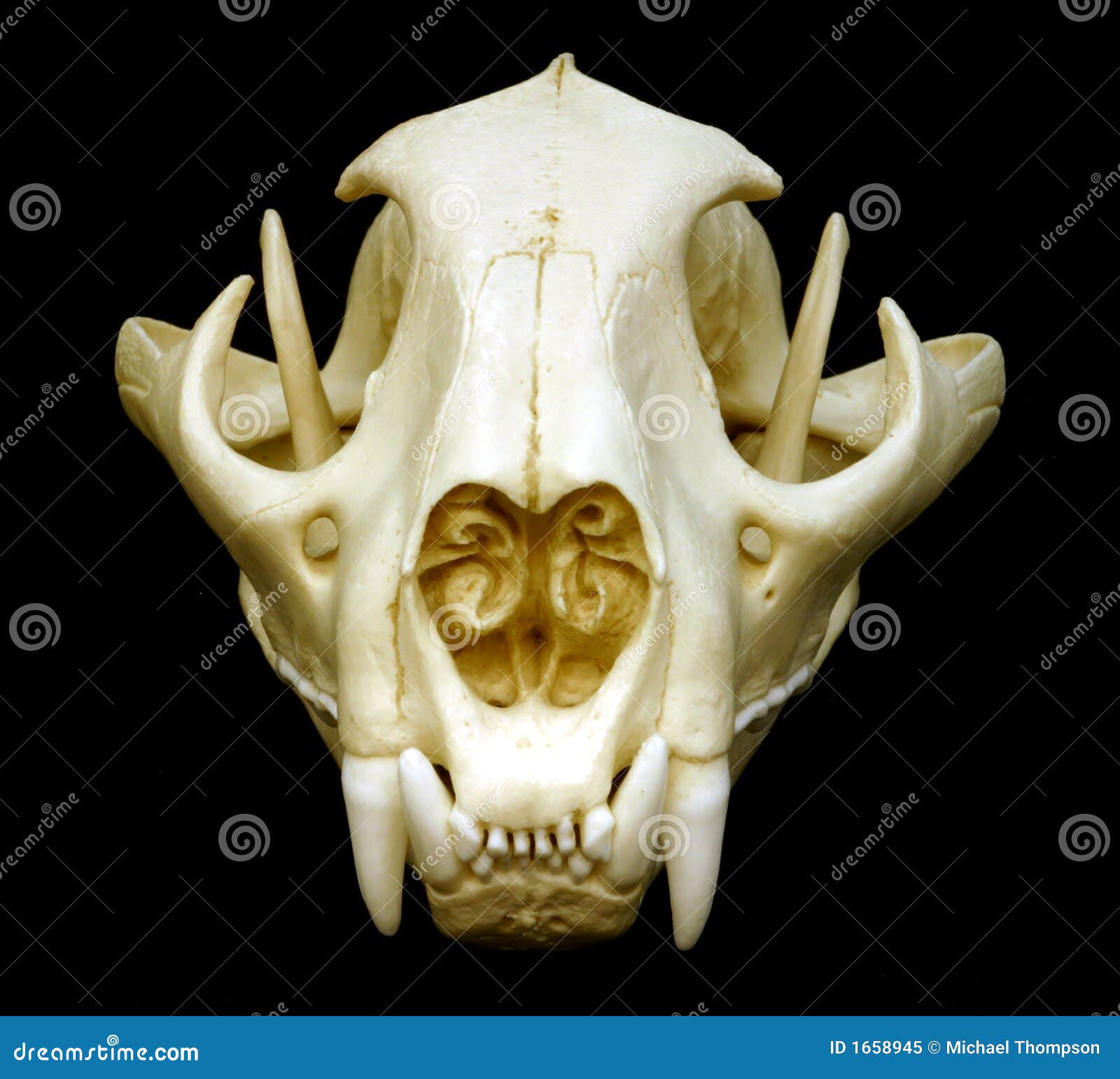 Cougar Skull stock image. Image of black, skeleton, bone - 1658945