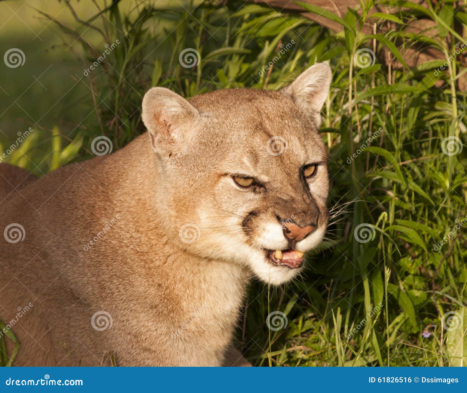 Cougar Snarl stock photo. Image of lion, felidae, wildcat - 61826516
