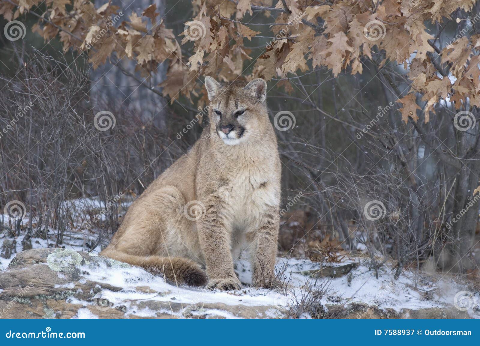 Cougar Winter Snow Stock Photos - Royalty Free Pictures