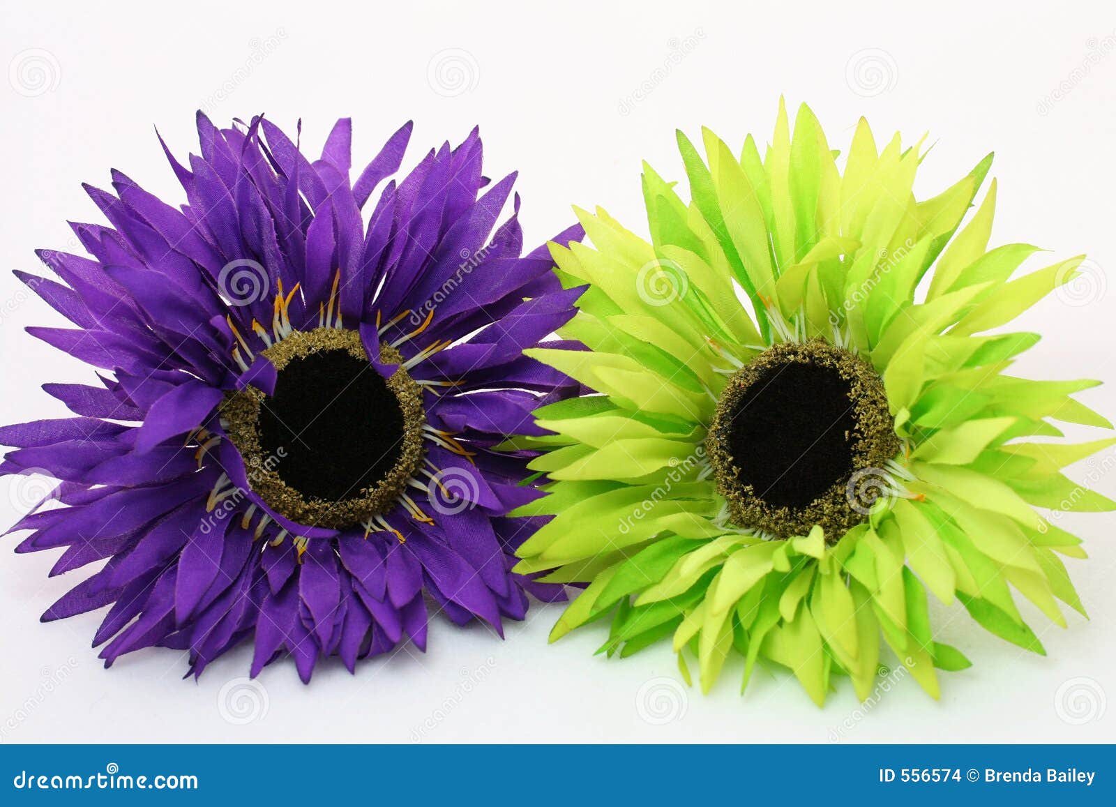 Couleur De La Marguerite Deux Photo stock - Image du pourpré ...