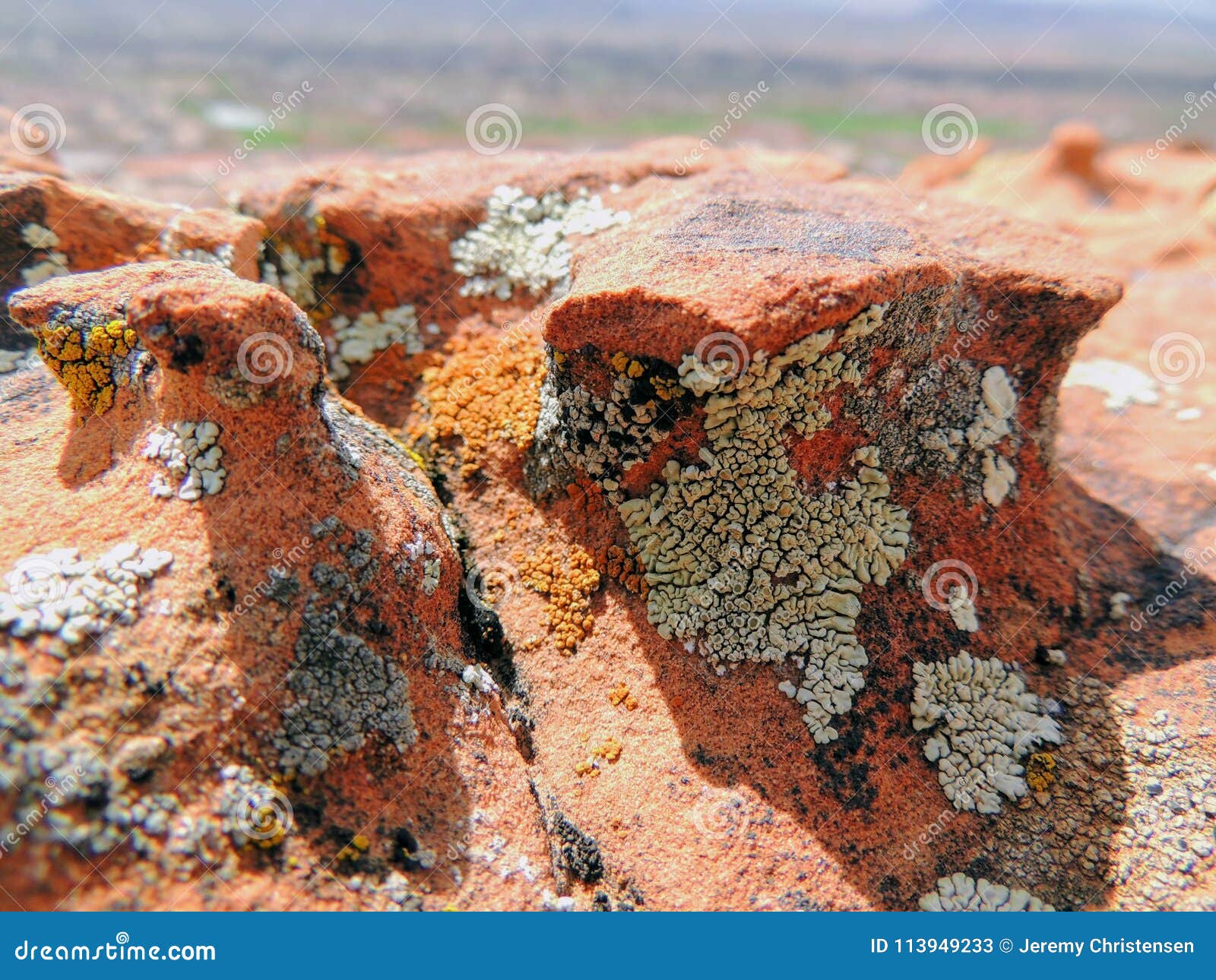 Couleur Et Types Multi Lichen Ou Algues Crustose Sur Un Rocher De Grès ... Couleur Et Types Multi Lichen Ou Algues Crustose Sur Un Rocher De Grès ...
