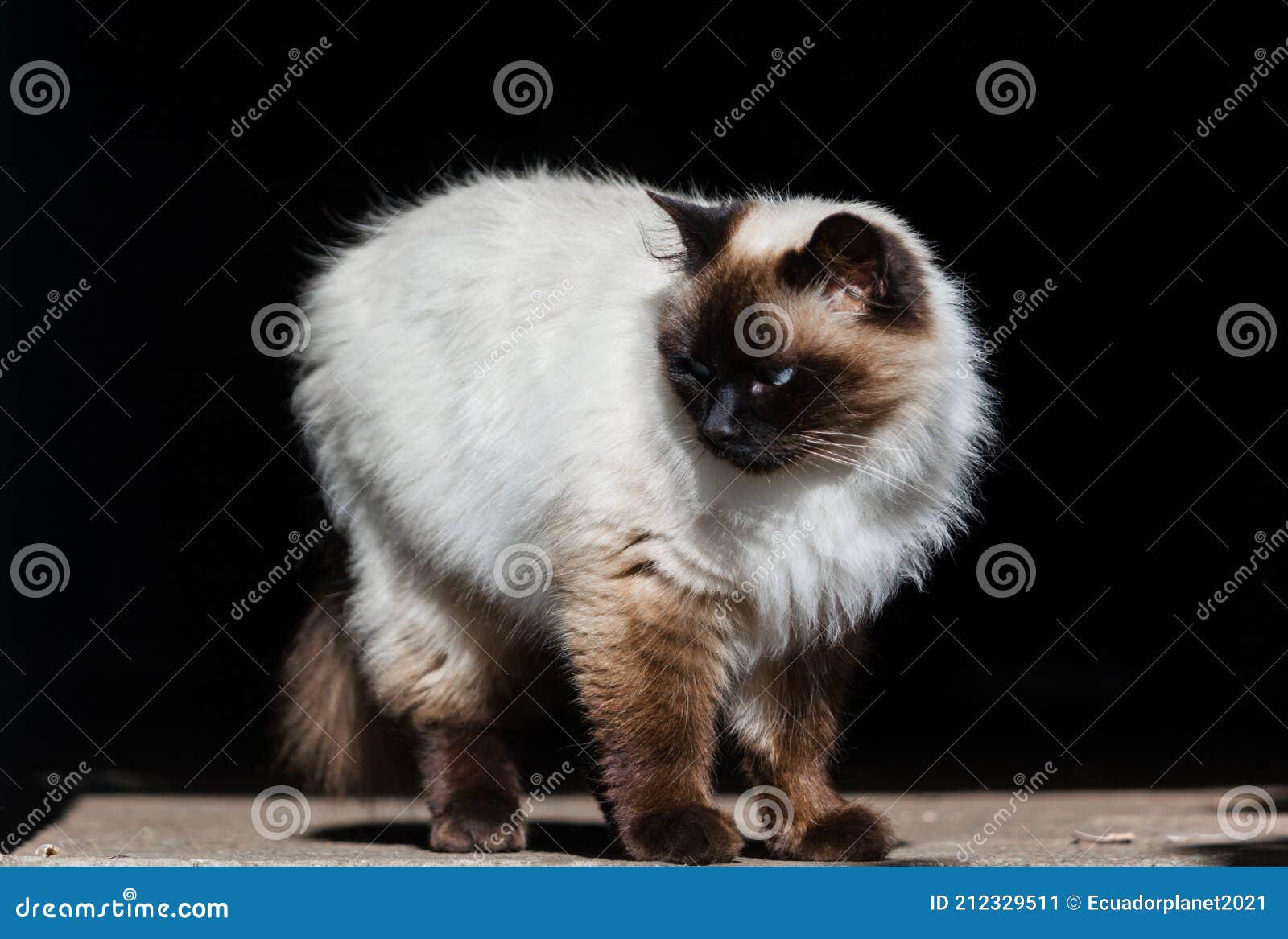 Couleur Siamoise De Chat Persan De L'Himalaya De Race Image stock - Image du siamois ...