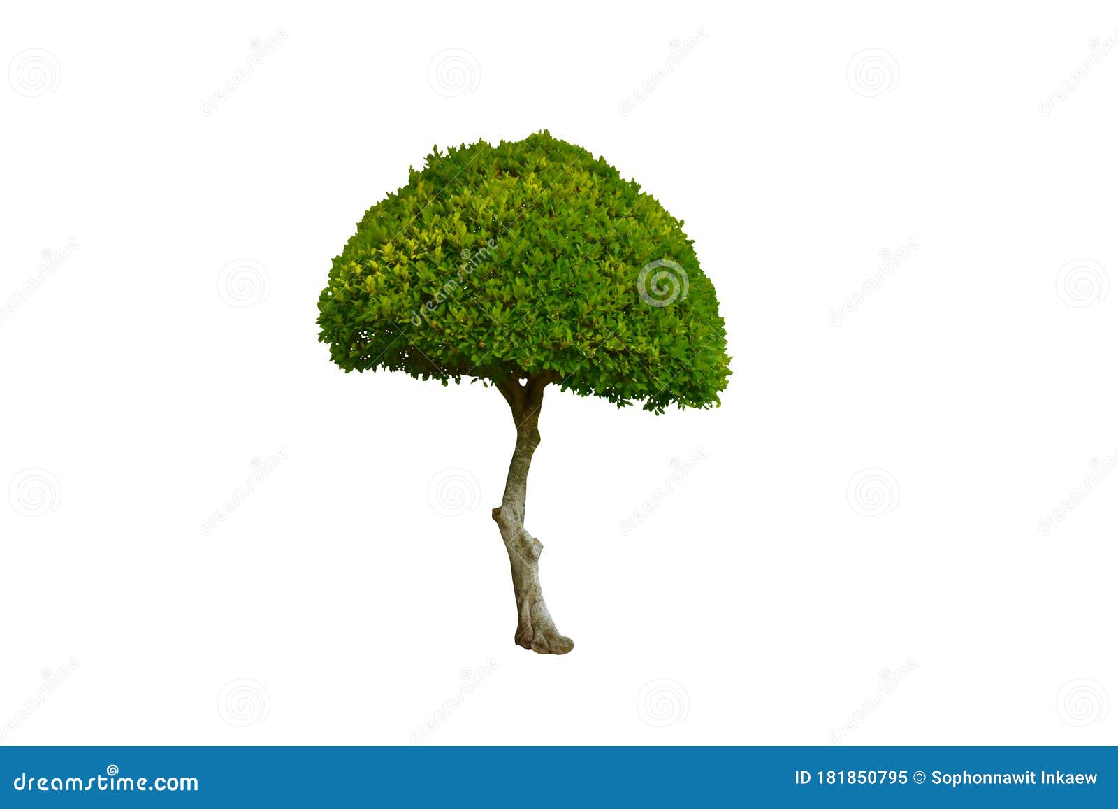 Council Tree stock image. Image of beautiful, tourism - 181850795