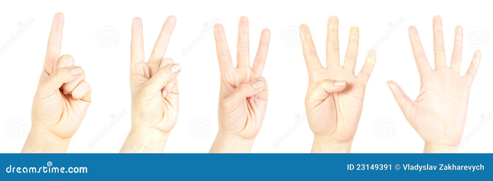 Counting hand stock image. Image of fist, four, count - 23149391