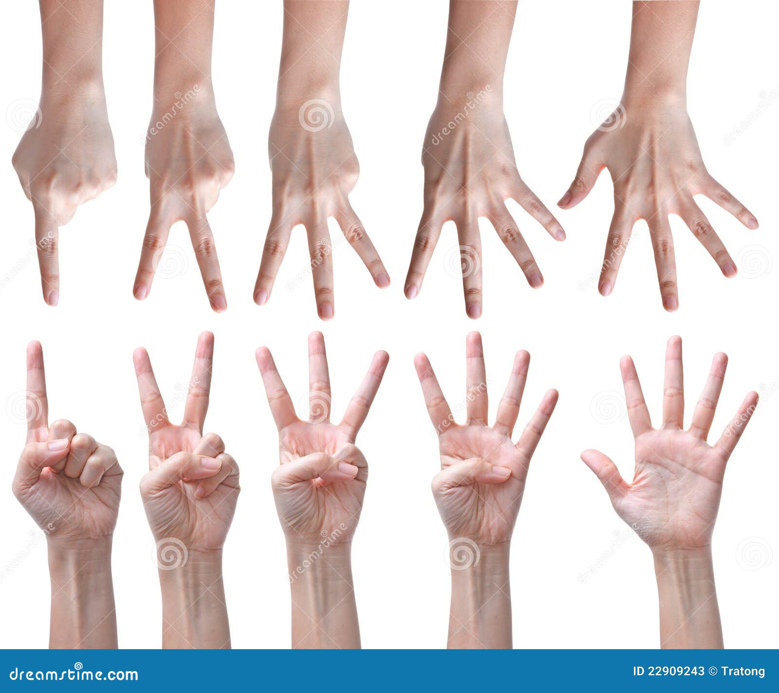Counting Hands Isolated on White Stock Image - Image of number ...