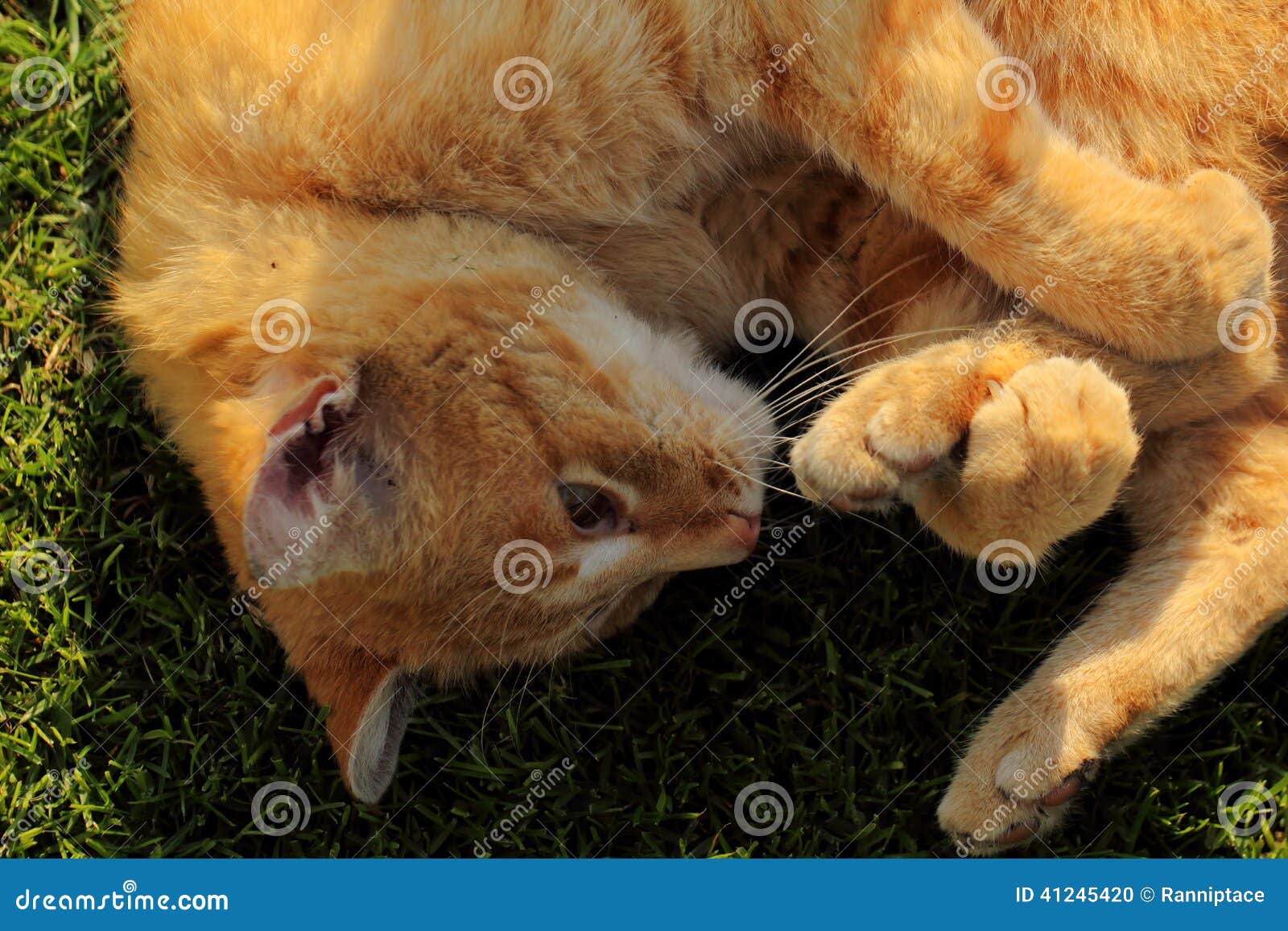 Counting Legs Royalty-Free Stock Image | CartoonDealer.com #41245420 Counting Legs Royalty-Free Stock Image | CartoonDealer.com #41245420
