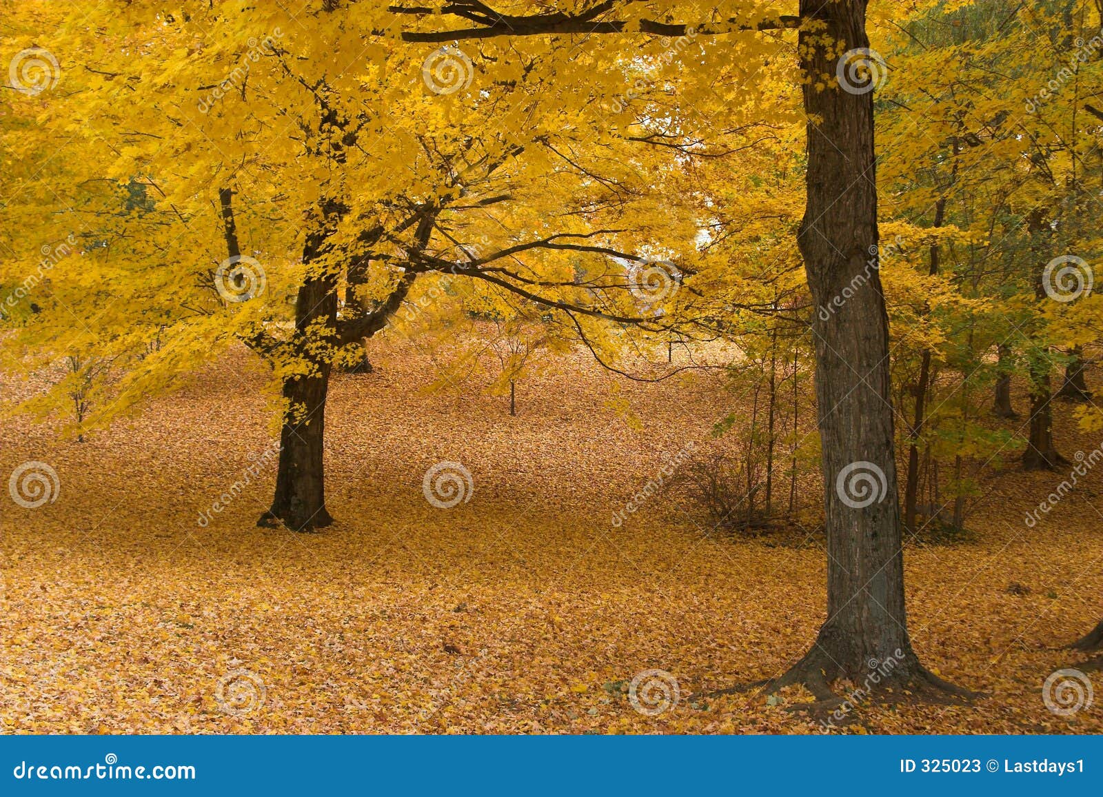 In the Country stock image. Image of clear, life, amber - 325023