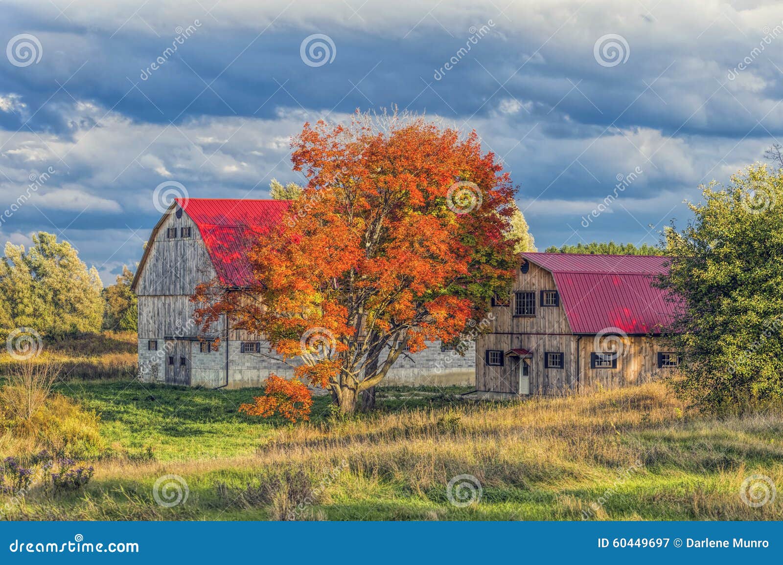 Country Barn in Autumn stock image. Image of rural, foliage - 60449697