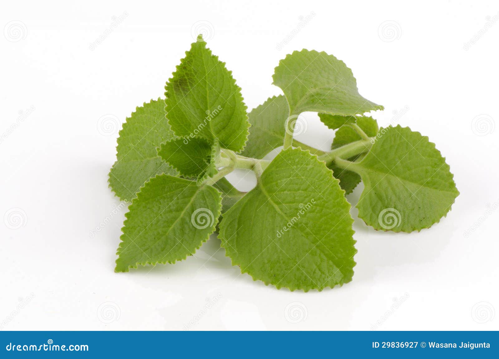 Country Borage,Indian Borage,Coleus Amboinicus Lour( Plectranthus ...