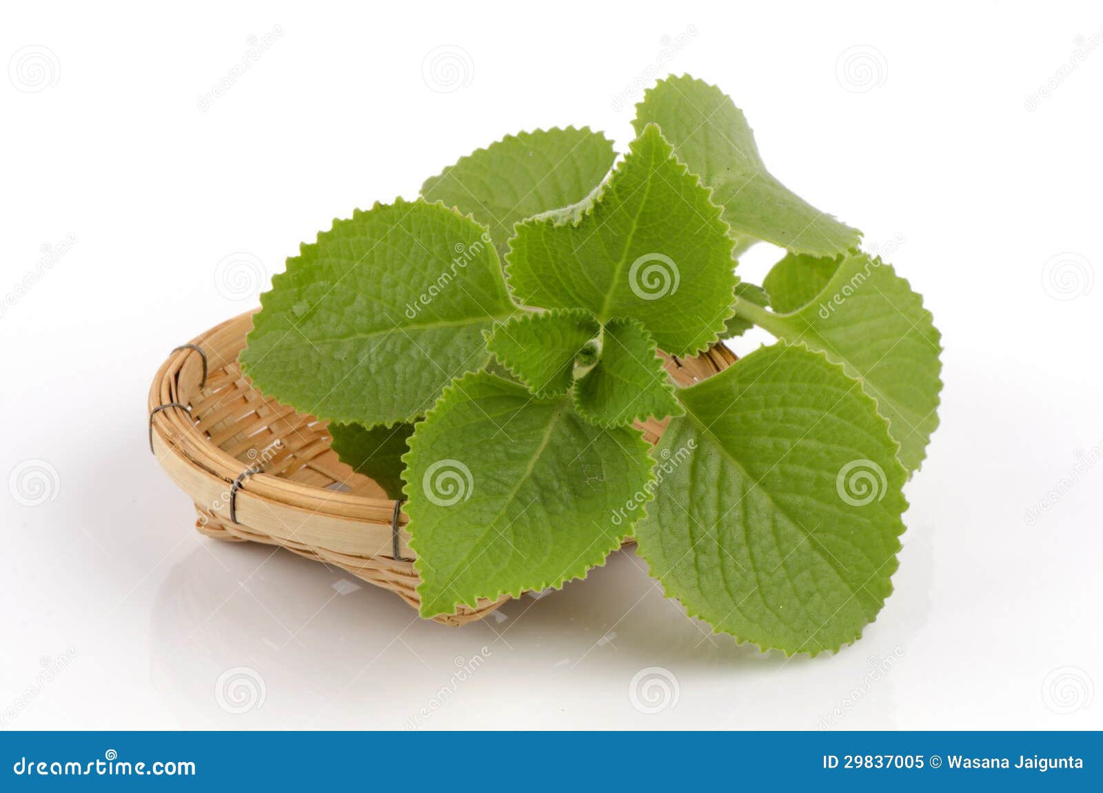 Country Borage,Indian Borage,Coleus Amboinicus Lour( Plectranthus ...
