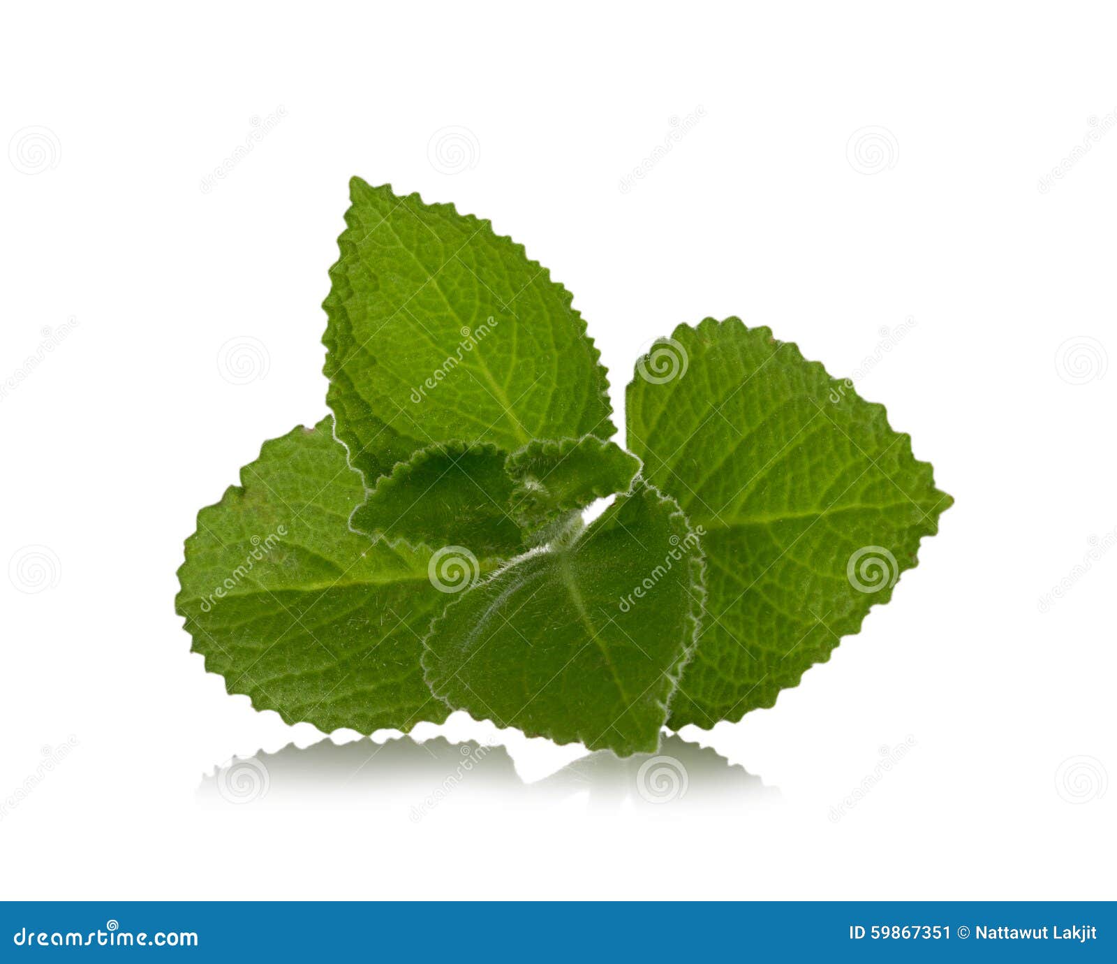 Country Borage,Indian Borage,Coleus Amboinicus Lour With White M ...