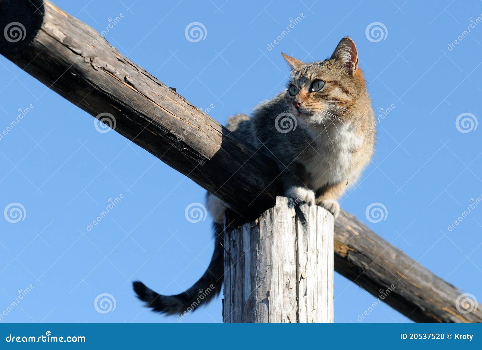 Country cat stock photo. Image of feline, wood, pole - 20537520