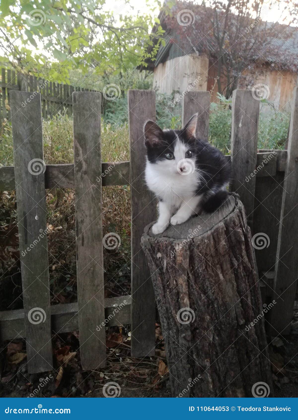 Country cat stock image. Image of animals, country, animal - 110644053