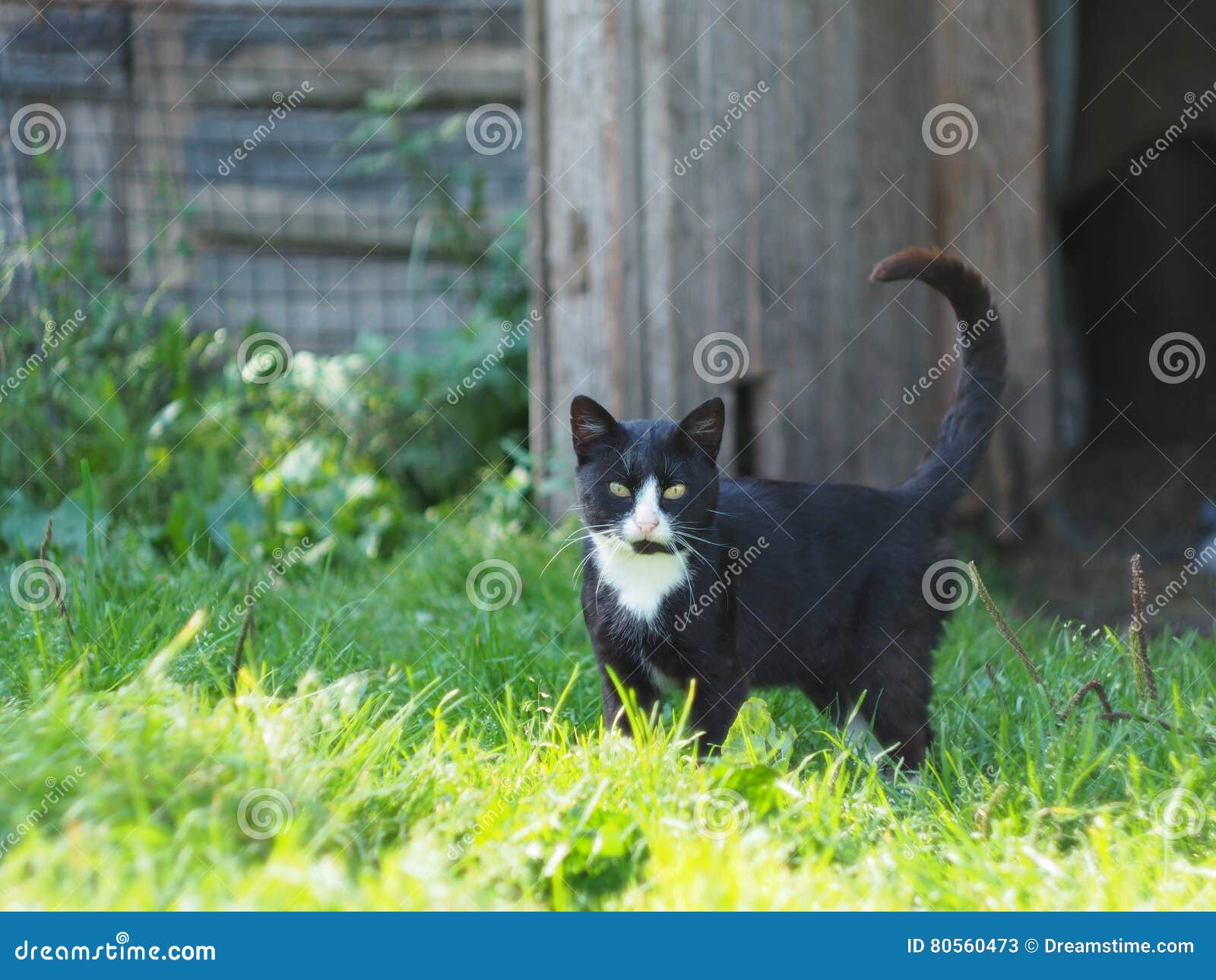 Country cat stock image. Image of animals, handsome, yard - 80560473