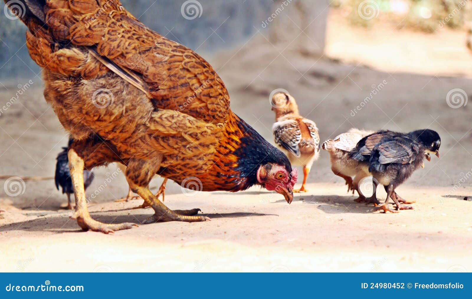 Country chicken stock photo. Image of dish, food, chicken - 24980452