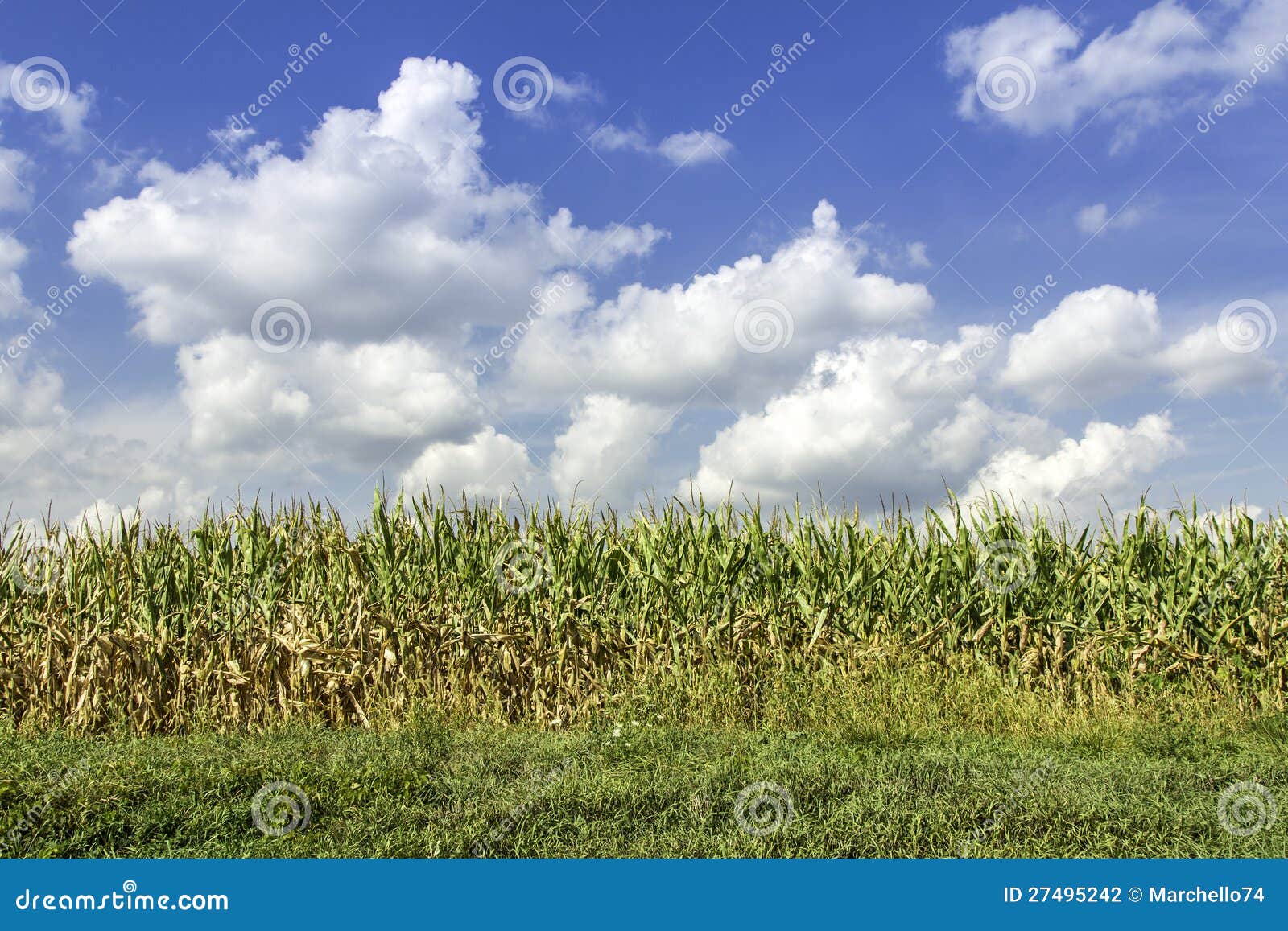 Country corn field stock photo. Image of insurance, meadow - 27495242