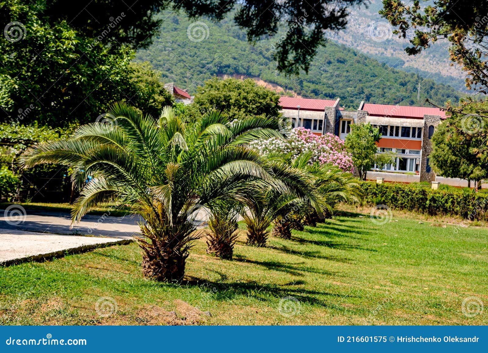 Country Cottage Courtyard with Palm Trees Stock Image - Image of ...