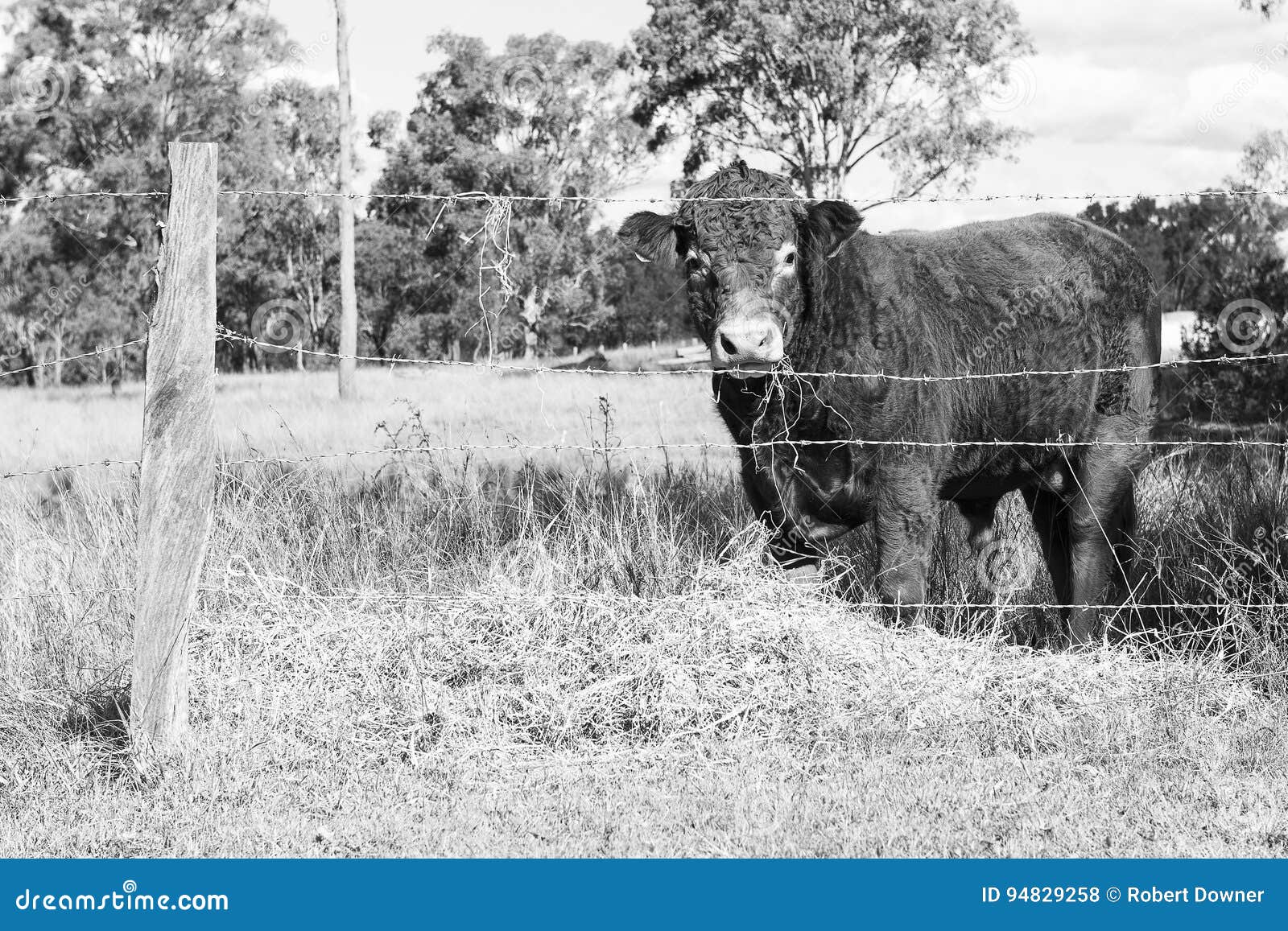 Country Cow stock photo. Image of agriculture, animal - 94829258