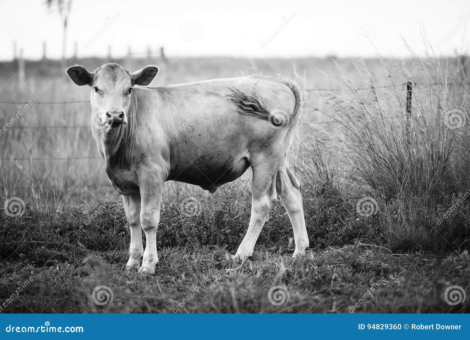 Country Cow stock photo. Image of farmland, grass, meadow - 94829360