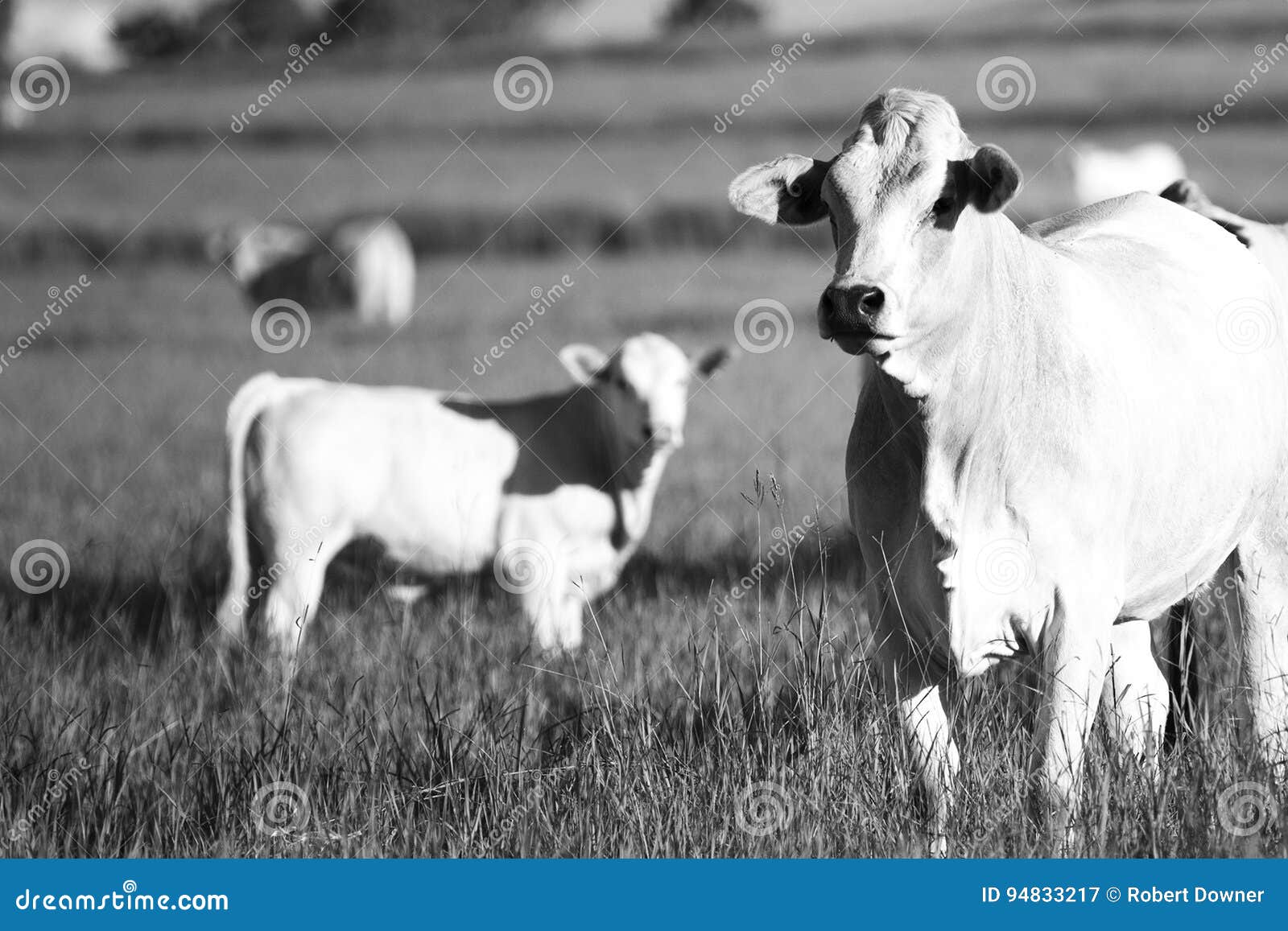 Country Cows stock image. Image of animal, farm, rural - 94833217