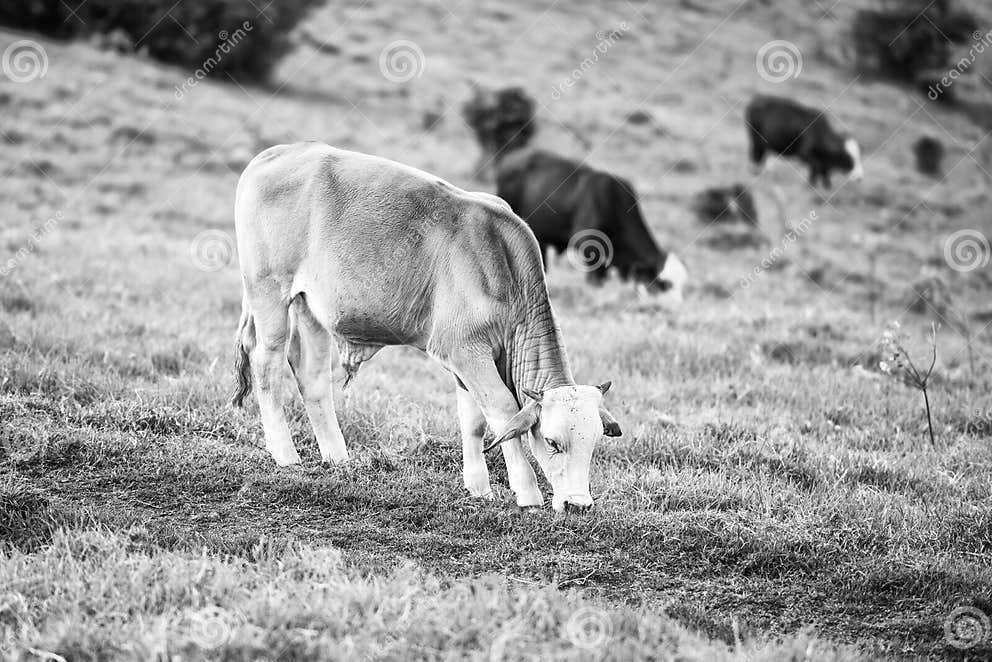 Country Cows stock image. Image of background, farm, farmland - 94834049