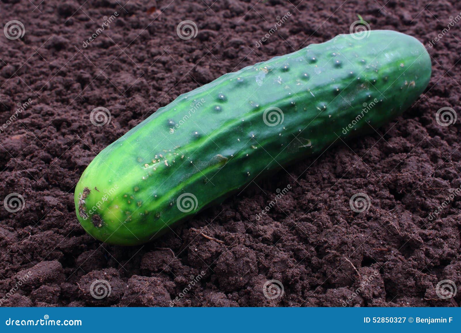 Country cucumber stock image. Image of diet, food, vegetarian - 52850327