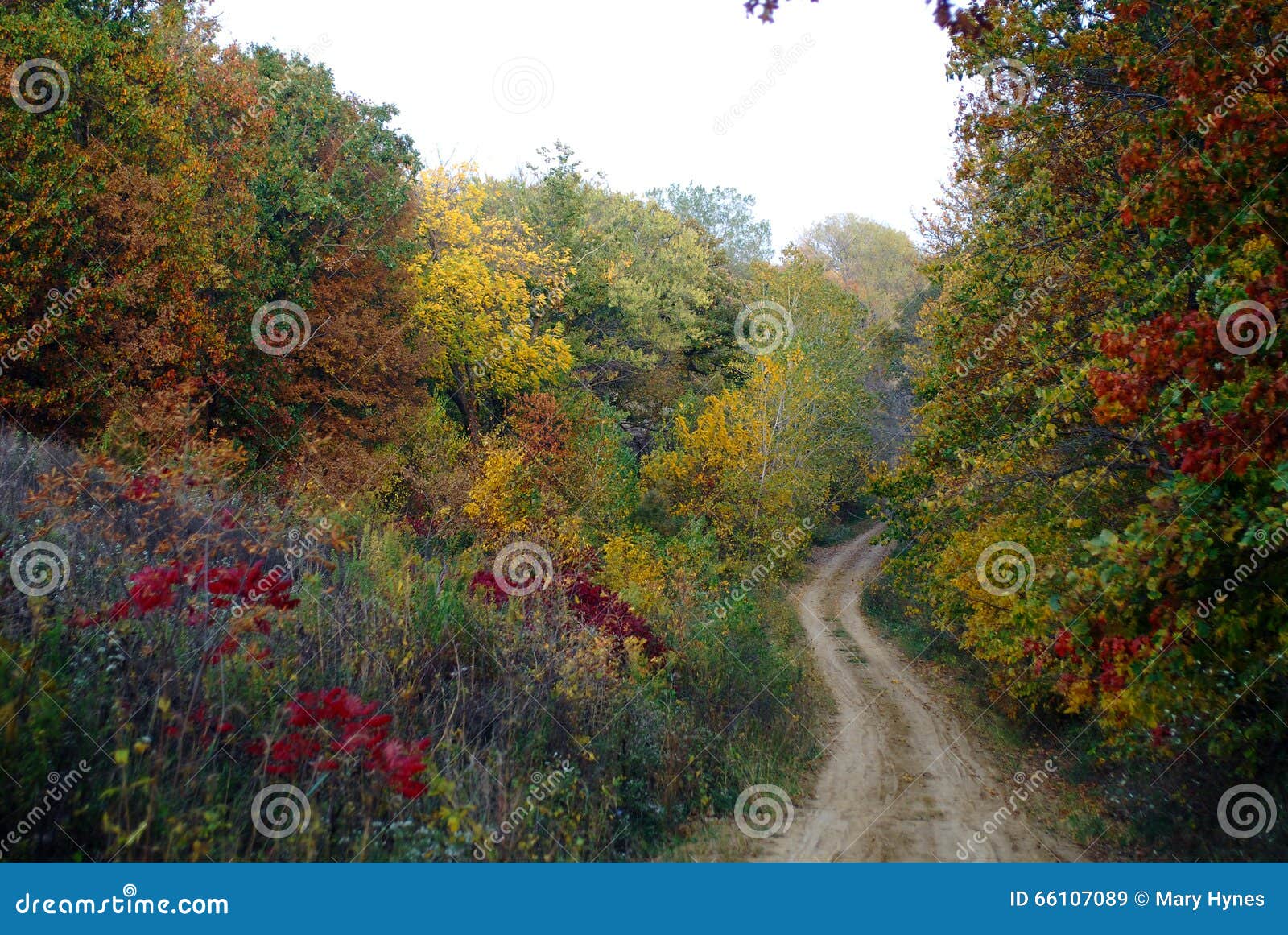 Country Dirt Road in Autumn Stock Image - Image of trees, midwest: 66107089