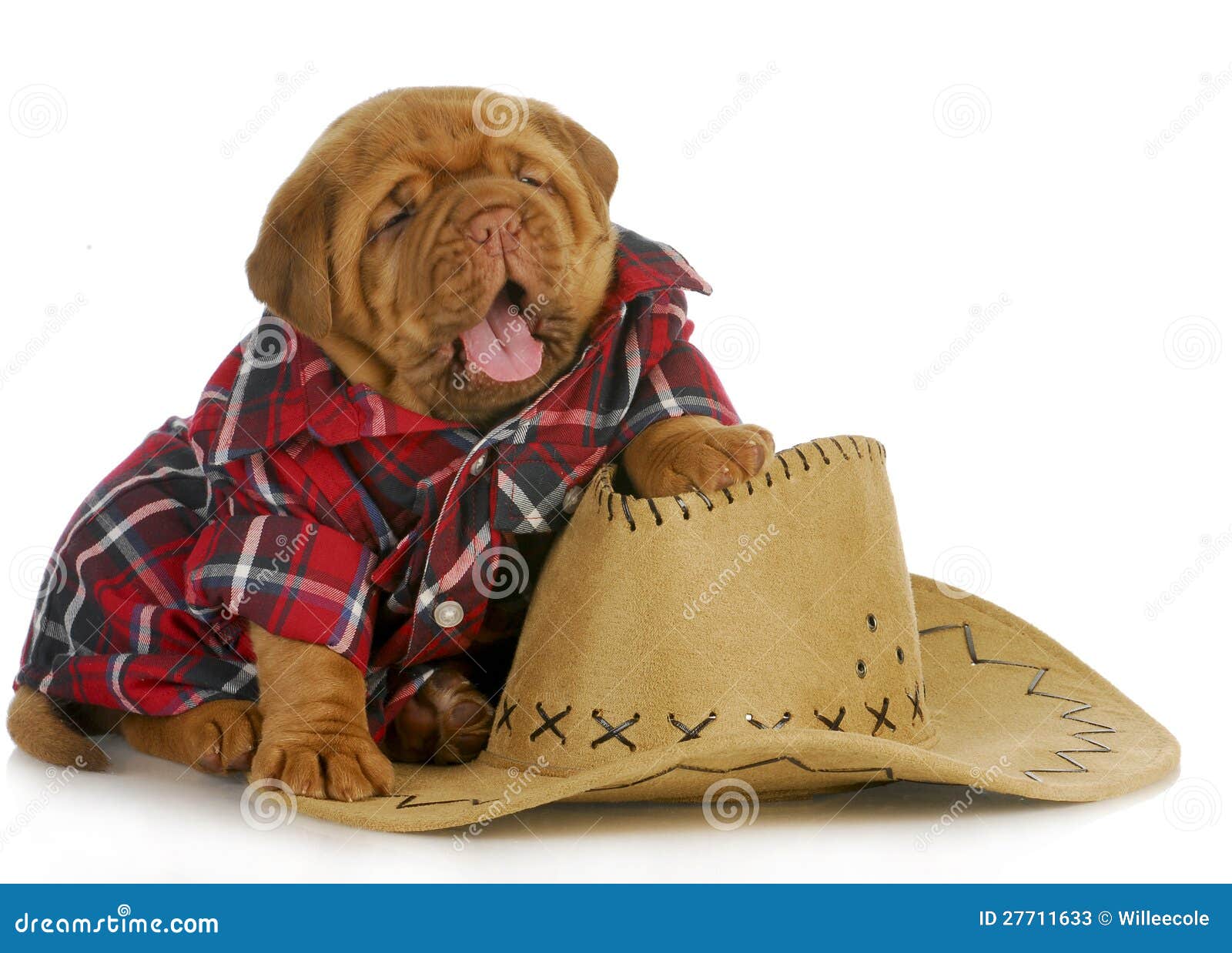 Country dog stock image. Image of western, holidays, bordeaux - 27711633