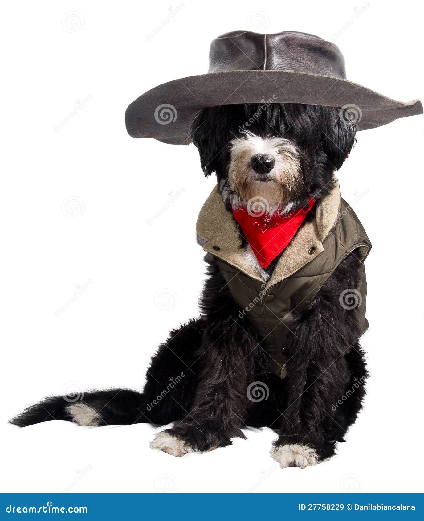 Country dog stock image. Image of dressed, halloween - 27758229
