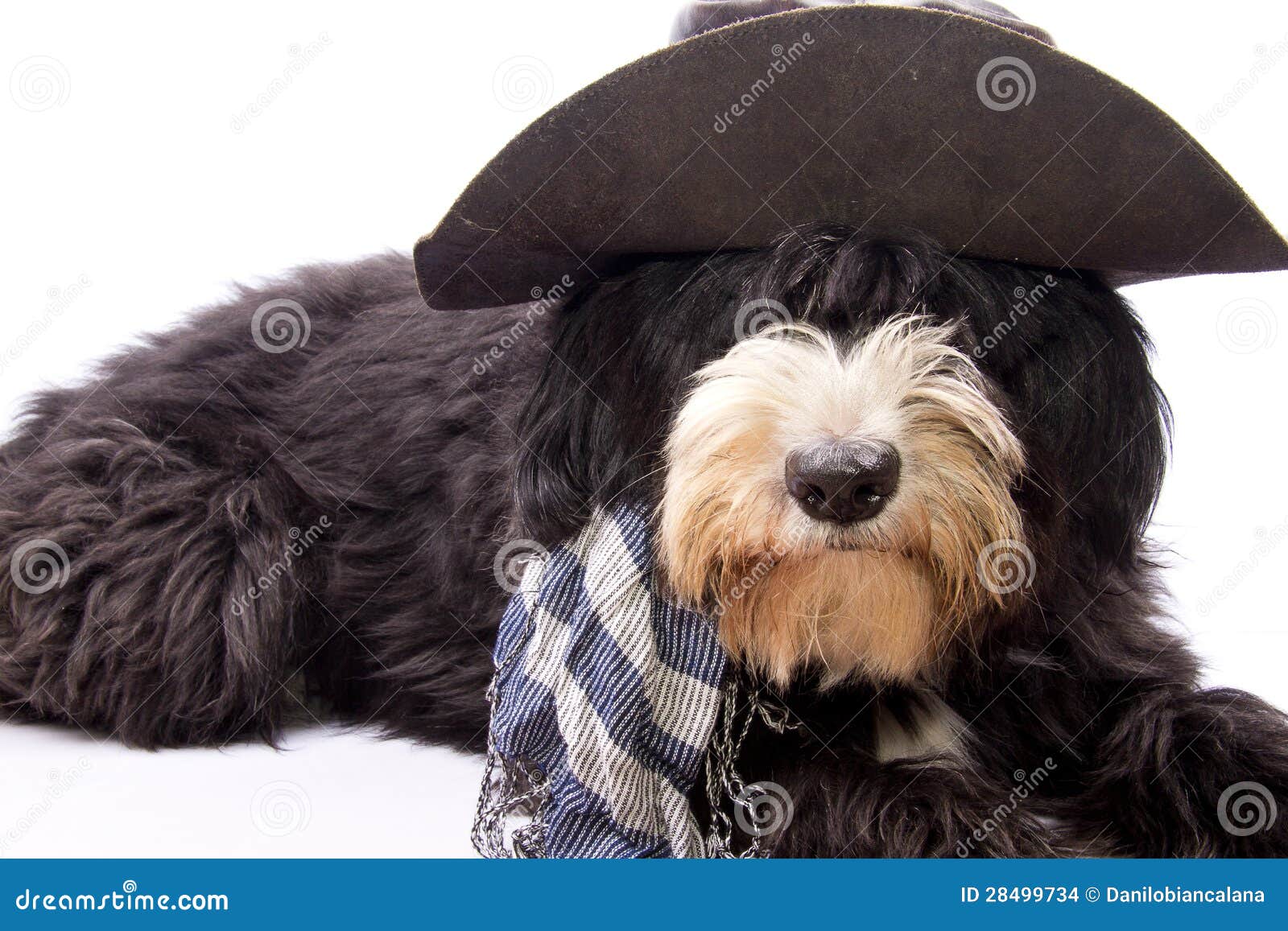Country dog stock photo. Image of animal, mexican, mini - 28499734