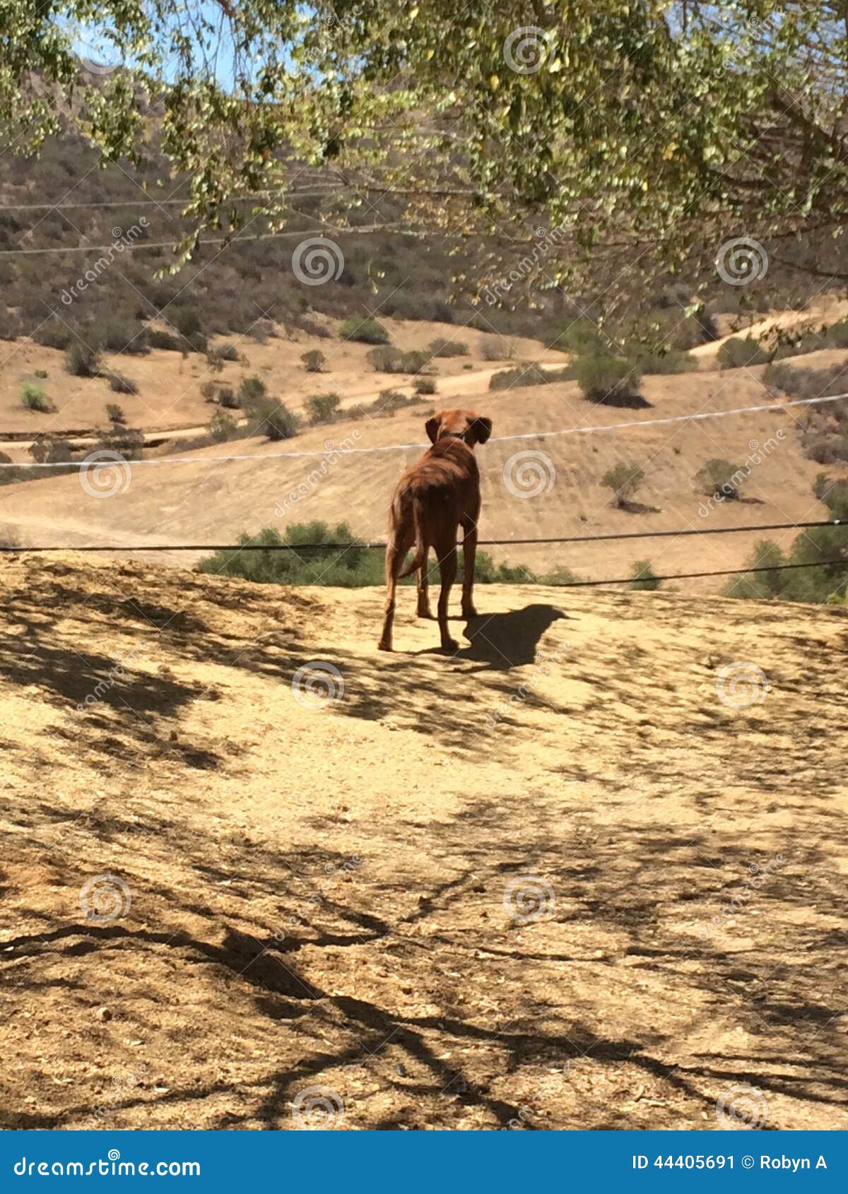 Country dog stock image. Image of rabbits, country, dogs - 44405691