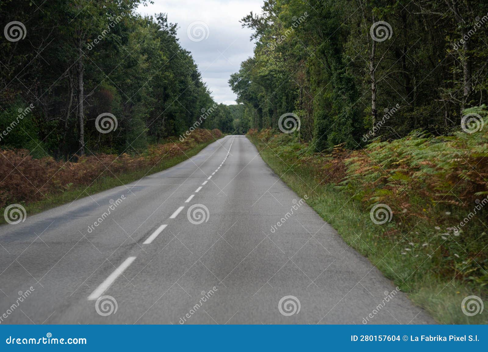 Country drive stock photo. Image of forest, trees, fern - 280157604