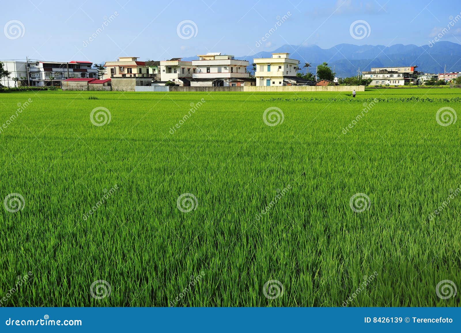 A Country Farm stock image. Image of lawn, quiet, landscape - 8426139