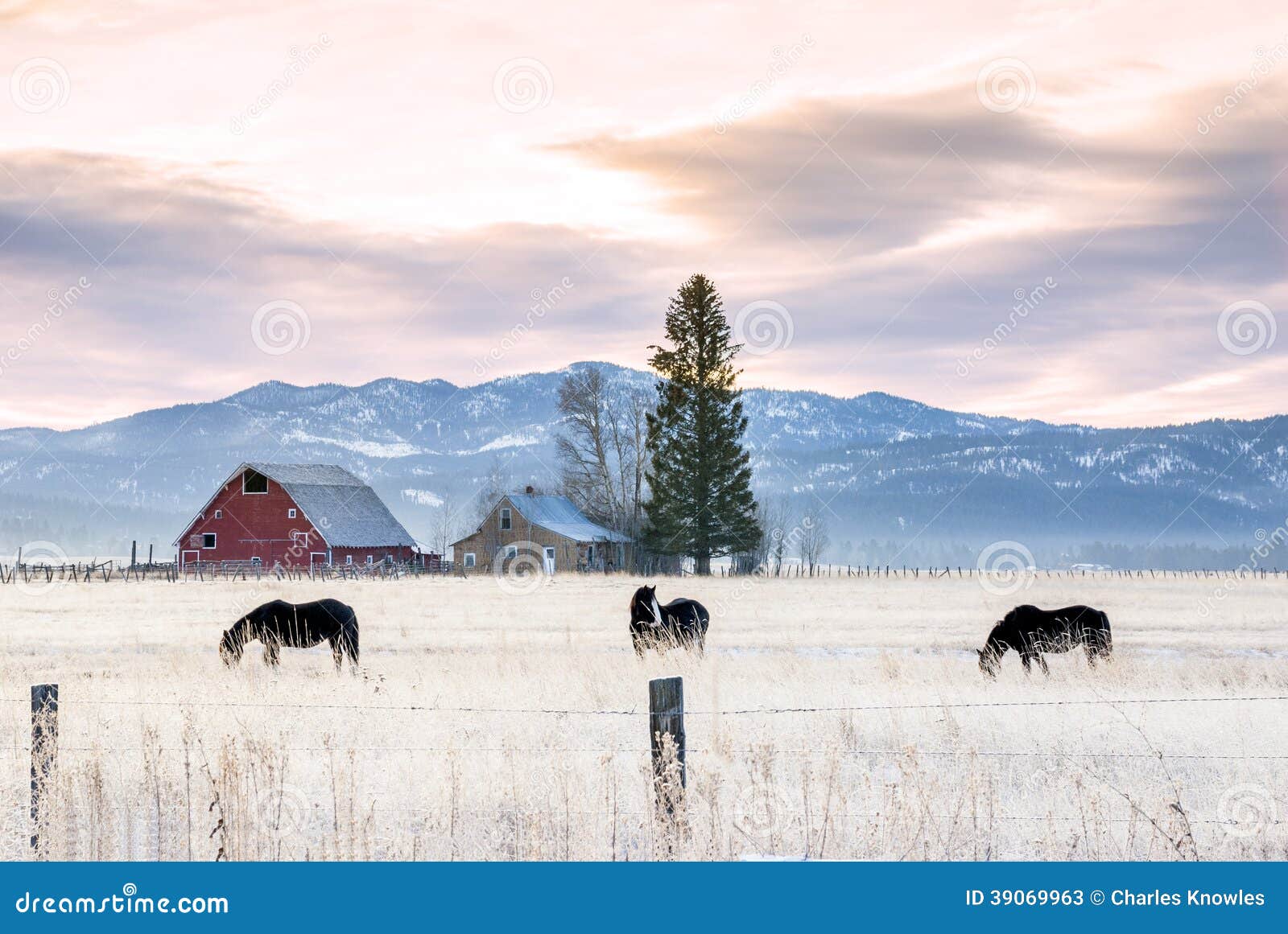 Country Farm with Barn and Horses Stock Image - Image of weathered ...