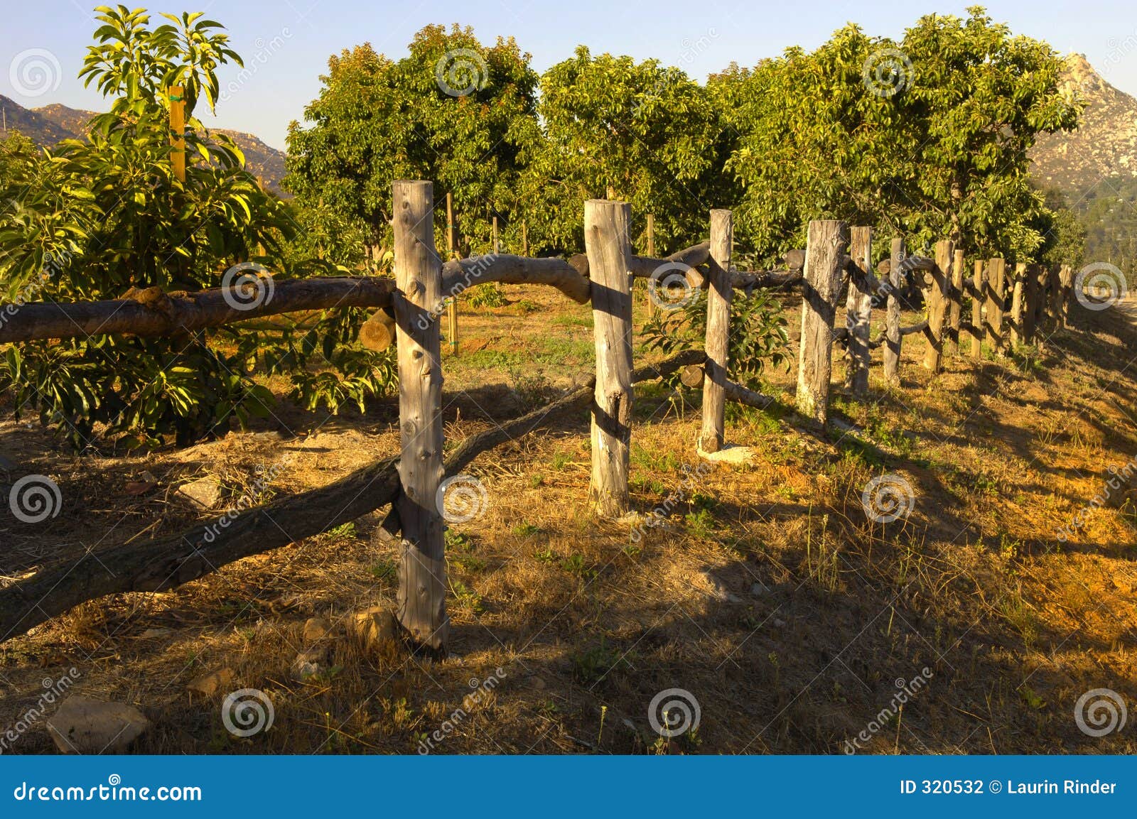 Country Fence stock photo. Image of country, trees, green - 320532